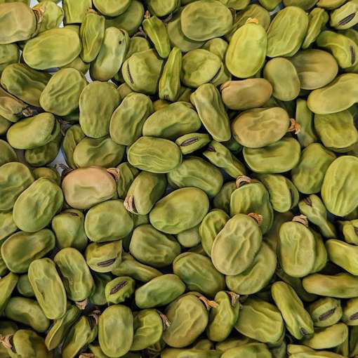 Crimson Flowered Broad Bean-Meraki Seeds