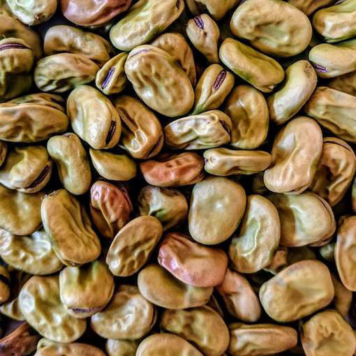 Crimson Flowered Broad Bean-Meraki Seeds