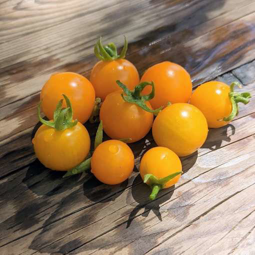 Yashi Tomato-Meraki Seeds