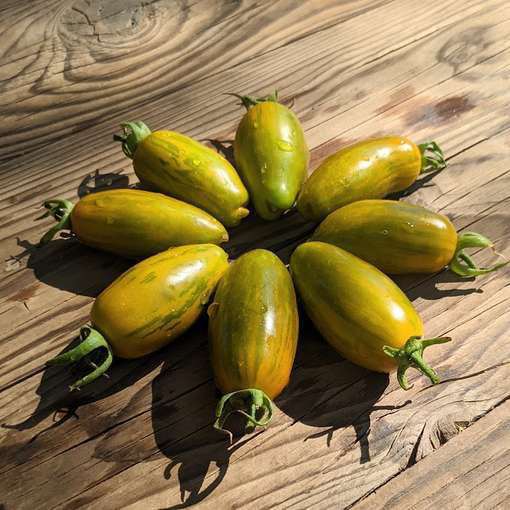 Favorie de Bretagne Cascading Tomato-Meraki Seeds