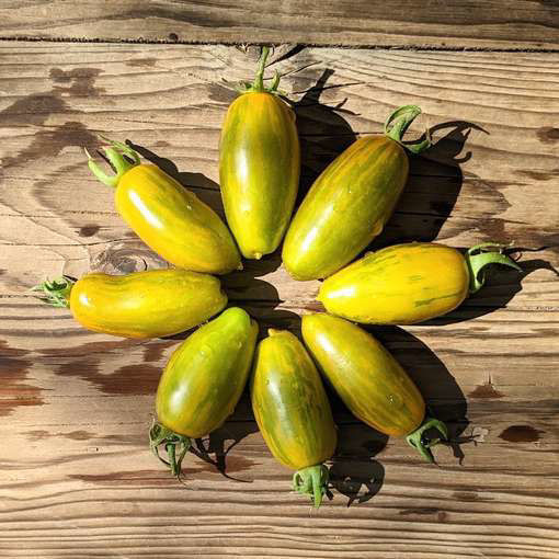 Favorie de Bretagne Cascading Tomato-Meraki Seeds