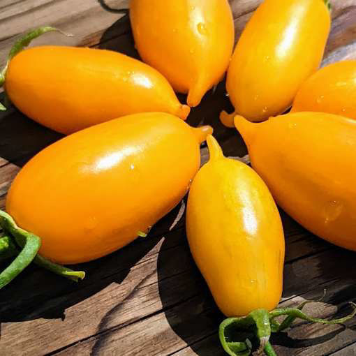 Guinel Yellow Cascading Tomato-Meraki Seeds