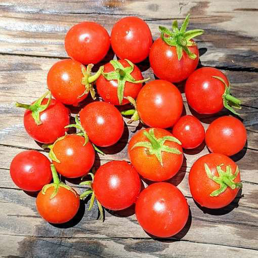 Hundreds Thousands Tomato-Meraki Seeds
