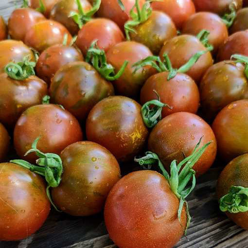 Tumbling Jester Cascading Tomato-Meraki Seeds