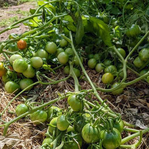 Tumbling Jester Cascading Tomato-Meraki Seeds