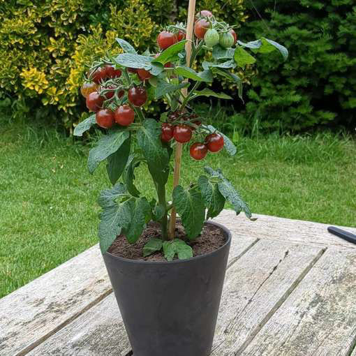 Cherry Tomato Brown Micro Dwarf Tomato-Meraki Seeds