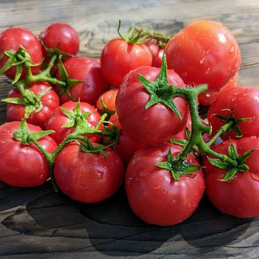 Christmas Tree Micro Dwarf Tomato-Meraki Seeds