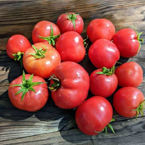 Christmas Tree Micro Dwarf Tomato-Meraki Seeds