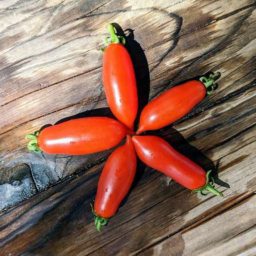 Curly Kaley Long Micro Dwarf Tomato-Meraki Seeds
