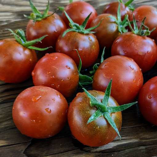 Dark Dwarf Multiflora Micro Dwarf Tomato-Meraki Seeds