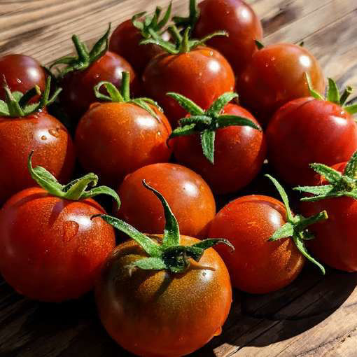 Dark Dwarf Multiflora Micro Dwarf Tomato-Meraki Seeds