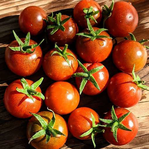 Dark Dwarf Multiflora Micro Dwarf Tomato-Meraki Seeds