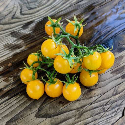 GG´s Glory Multiflora Micro Dwarf Tomato-Meraki Seeds