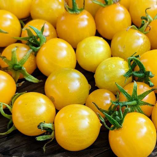 GG´s Glory Multiflora Micro Dwarf Tomato-Meraki Seeds