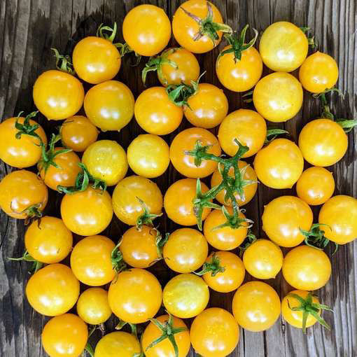 GG´s Glory Multiflora Micro Dwarf Tomato-Meraki Seeds