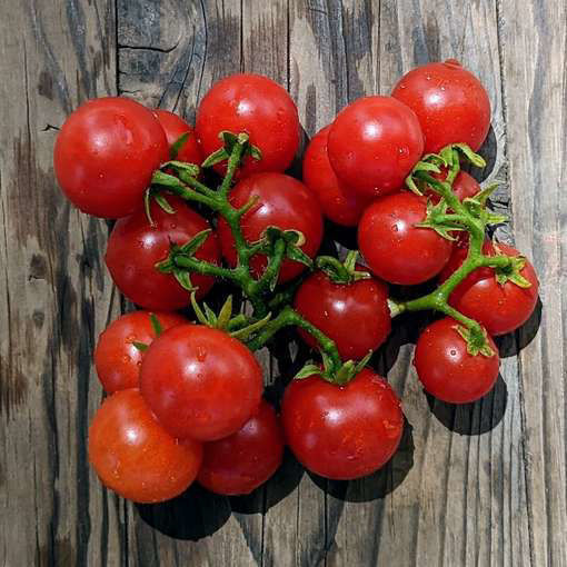 House Micro Dwarf Tomato-Meraki Seeds