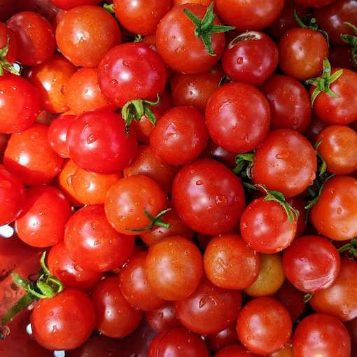 House Micro Dwarf Tomato-Meraki Seeds