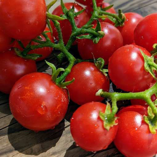 House Micro Dwarf Tomato-Meraki Seeds