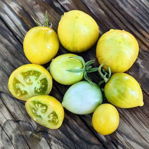 Jewel Beetle Micro Dwarf Tomato-Meraki Seeds