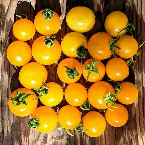 Lemon Sherbet Micro Dwarf Tomato-Meraki Seeds