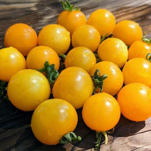 Lemon Sherbet Micro Dwarf Tomato-Meraki Seeds