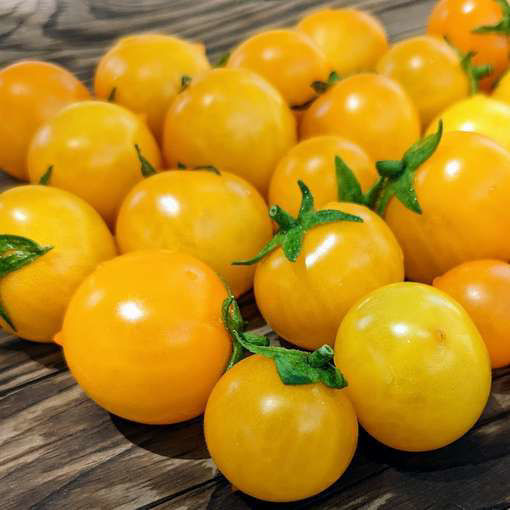 Orange Russian Micro Dwarf Tomato-Meraki Seeds