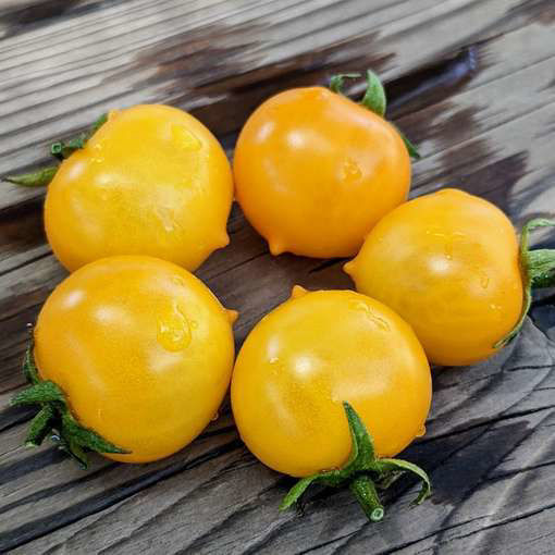 Orange Russian Micro Dwarf Tomato-Meraki Seeds