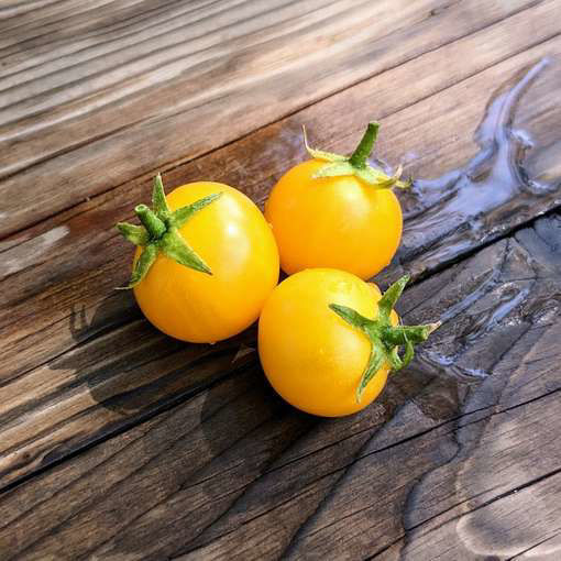 Orange Russian Micro Dwarf Tomato-Meraki Seeds