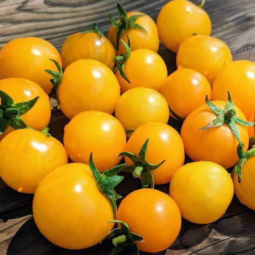 Orange Russian Micro Dwarf Tomato-Meraki Seeds