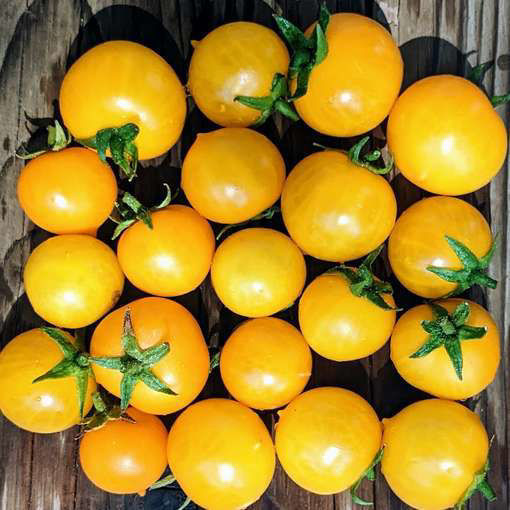 Orange Russian Micro Dwarf Tomato-Meraki Seeds