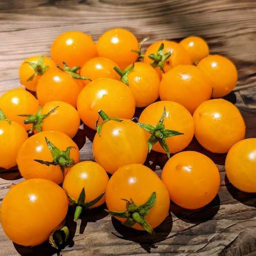 Orange Russian Micro Dwarf Tomato-Meraki Seeds