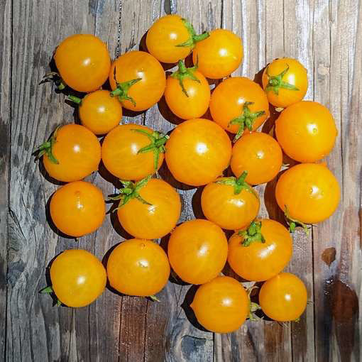 Orange Russian Micro Dwarf Tomato-Meraki Seeds