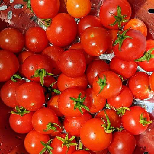 Pinocchio Red Micro Dwarf Tomato-Meraki Seeds