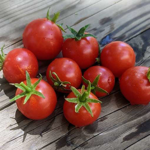 Pinocchio Red Micro Dwarf Tomato-Meraki Seeds