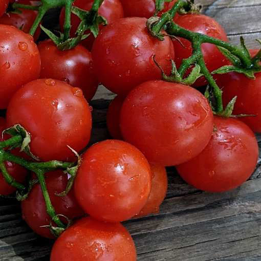 Pinocchio Red Micro Dwarf Tomato-Meraki Seeds