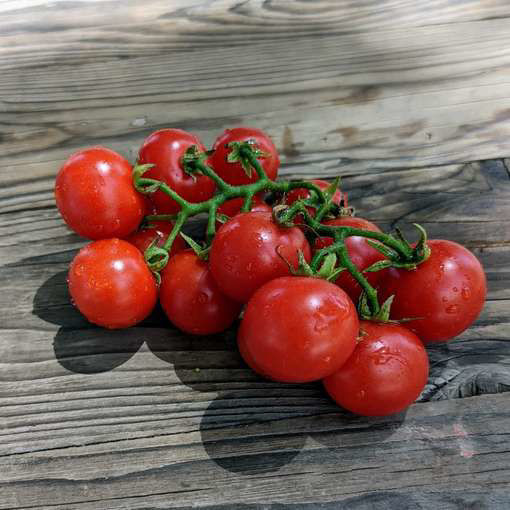 Pinocchio Red Micro Dwarf Tomato-Meraki Seeds