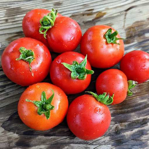 Pot´n Patio Micro Dwarf Tomato-Meraki Seeds