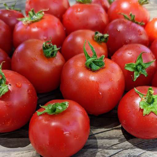 Pot´n Patio Micro Dwarf Tomato-Meraki Seeds