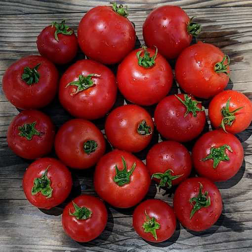 Pot´n Patio Micro Dwarf Tomato-Meraki Seeds