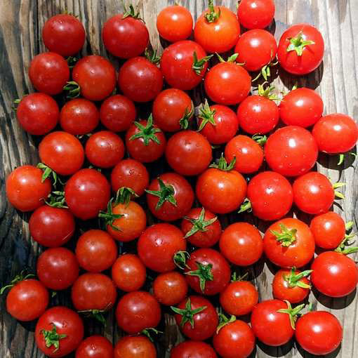 Primabell Micro Dwarf Tomato-Meraki Seeds