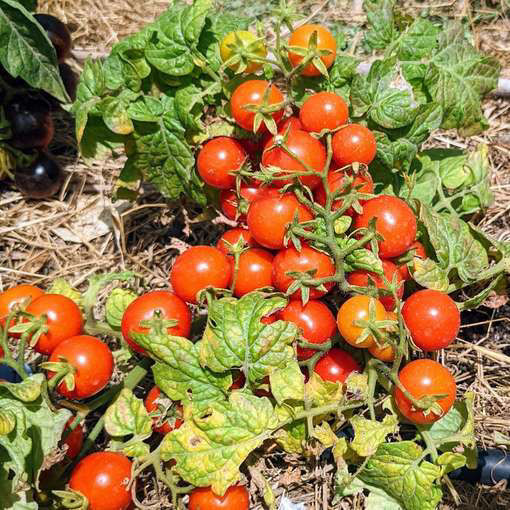 Primabell Micro Dwarf Tomato-Meraki Seeds