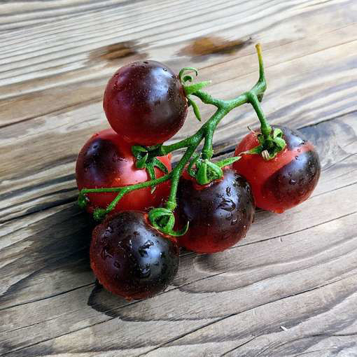 Purple Boy Micro Dwarf Tomato-Meraki Seeds