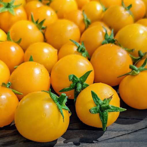 Aztek Tomato-Meraki Seeds
