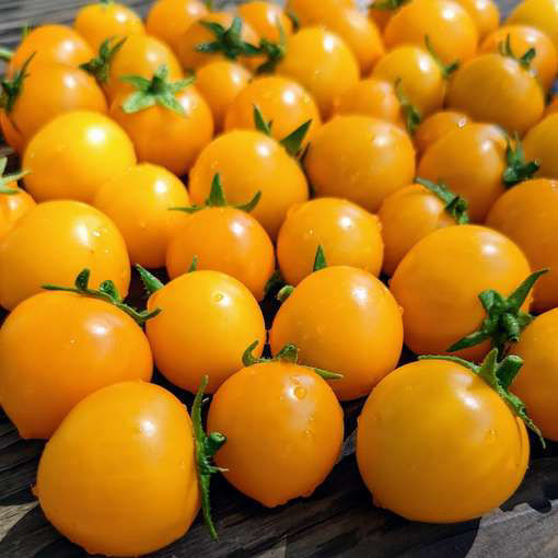 Aztek Tomato-Meraki Seeds