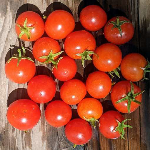 Balkoni Red Tomato-Meraki Seeds