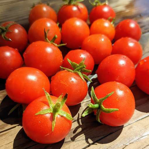 Balkoni Red Tomato-Meraki Seeds