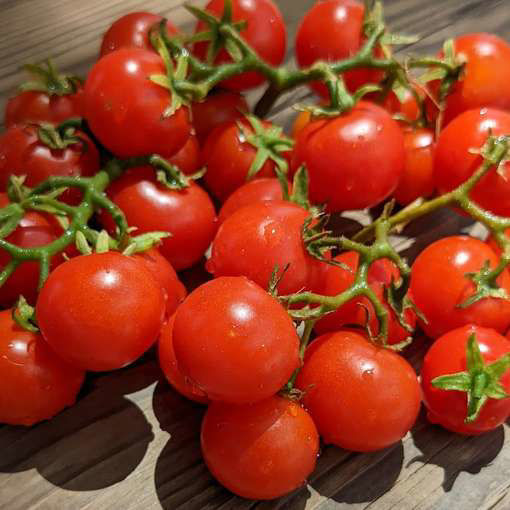 Balkoni Red Tomato-Meraki Seeds