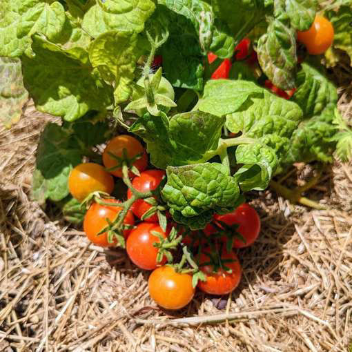 Balkoni Red Tomato-Meraki Seeds