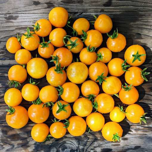 Balcony Miracle Golden Tomato-Meraki Seeds