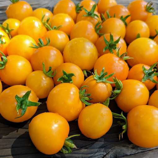 Balcony Miracle Golden Tomato-Meraki Seeds